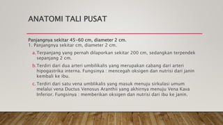 Prolap tali pusat.pptx.kebidanan,obstetri | PPTX