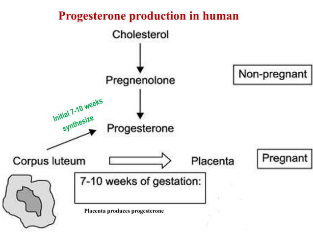 Boosting Endogenous Progesterone | PPTX