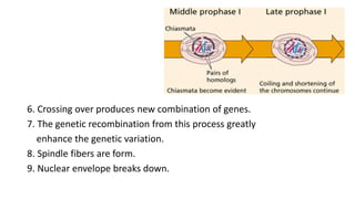 Proliferasi sel | PPTX