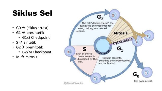 Proliferasi sel | PPTX | Biological Sciences | Science