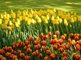 Proljece | PPT | Free Download