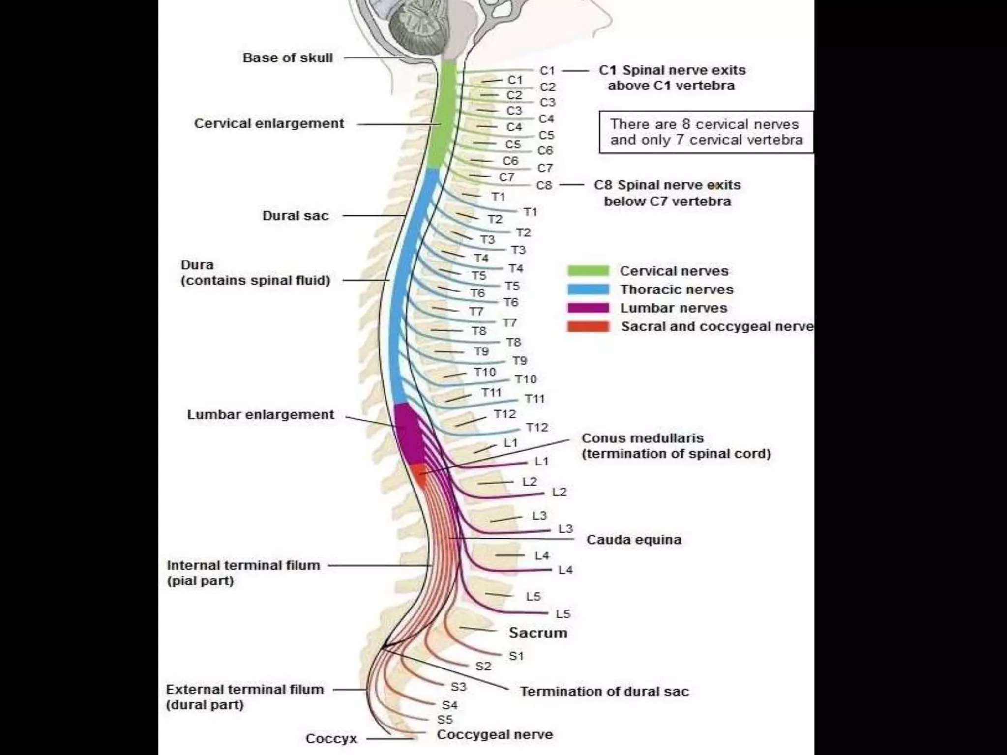 Prolpased inter vertebral disc (pivd) | PPTX