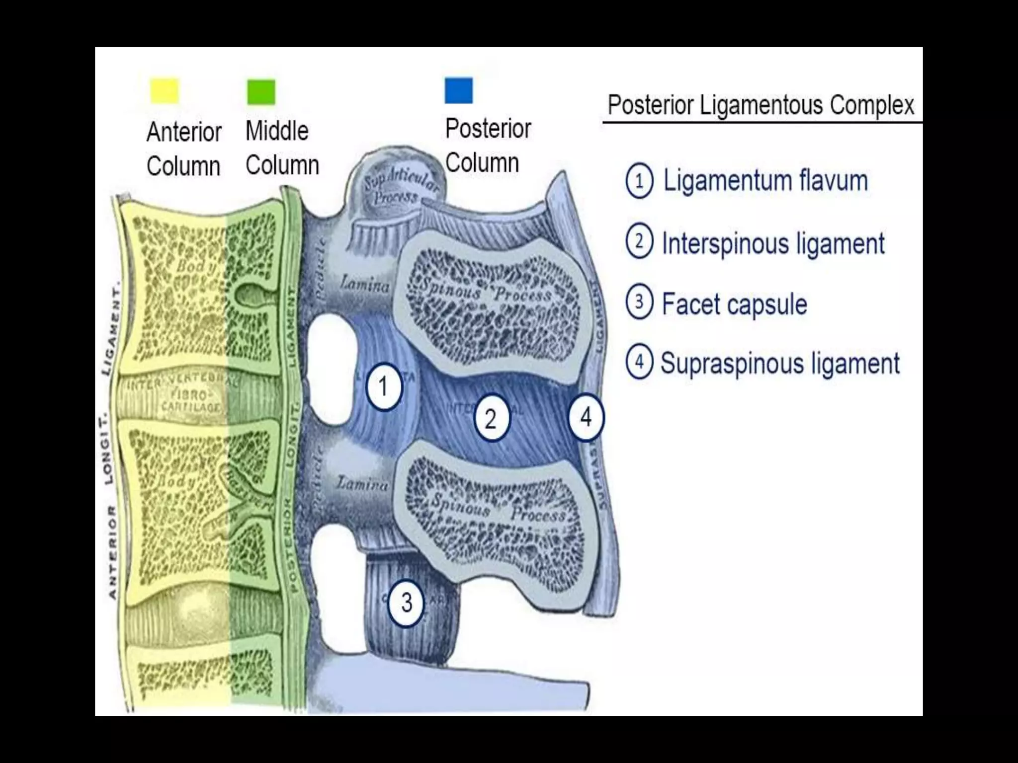 Prolpased inter vertebral disc (pivd) | PPTX