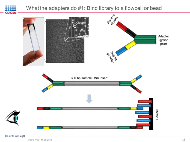 Introduction to Next-Generation Sequencing (NGS) Technology | PDF