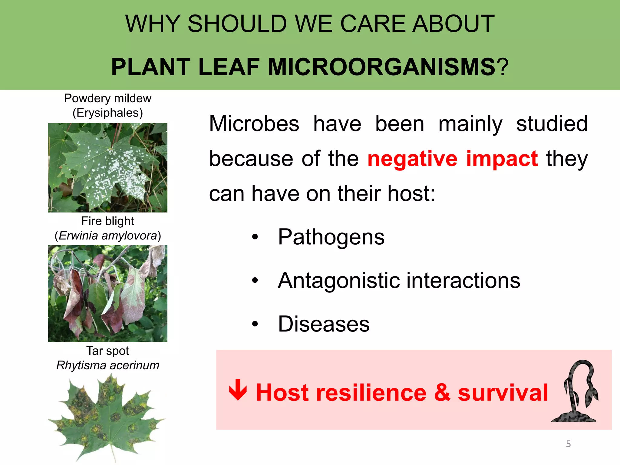 Exploring the Temperate Leaf Microbiome: From Natural Forests to ...