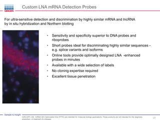 QIAGEN LNA Tools - Experience truly exceptional RNA Research | PDF | Chemistry | Science