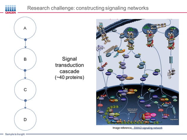 Cell-based Reporter Assays: Measure 45 Signaling Pathway Activity in ...