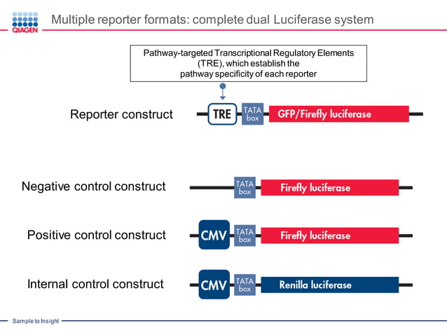 Cell-based Reporter Assays: Measure 45 Signaling Pathway Activity in ...