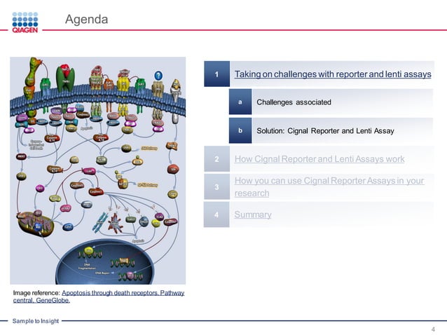 Cell-based Reporter Assays: Measure 45 Signaling Pathway Activity in ...
