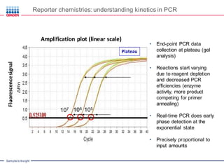 Pcr Amplification Graph