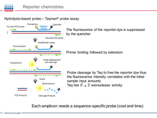 Real Time Pcr Taqman