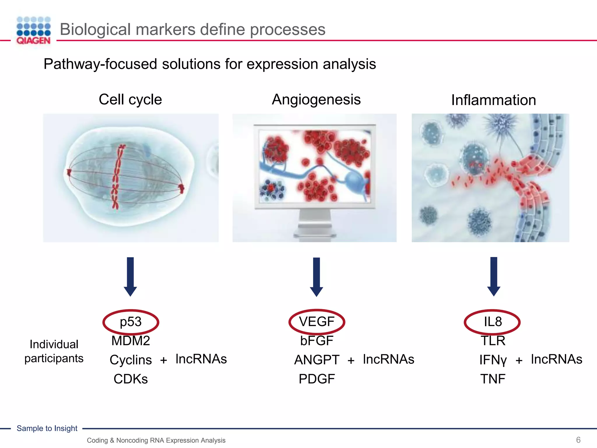 Advanced Real Time Pcr Array Technology Coding And Noncoding Rna