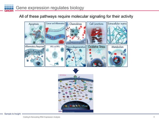 Advanced Real Time Pcr Array Technology Coding And Noncoding Rna