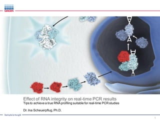 Practical Hints for Successful PCR | PPT