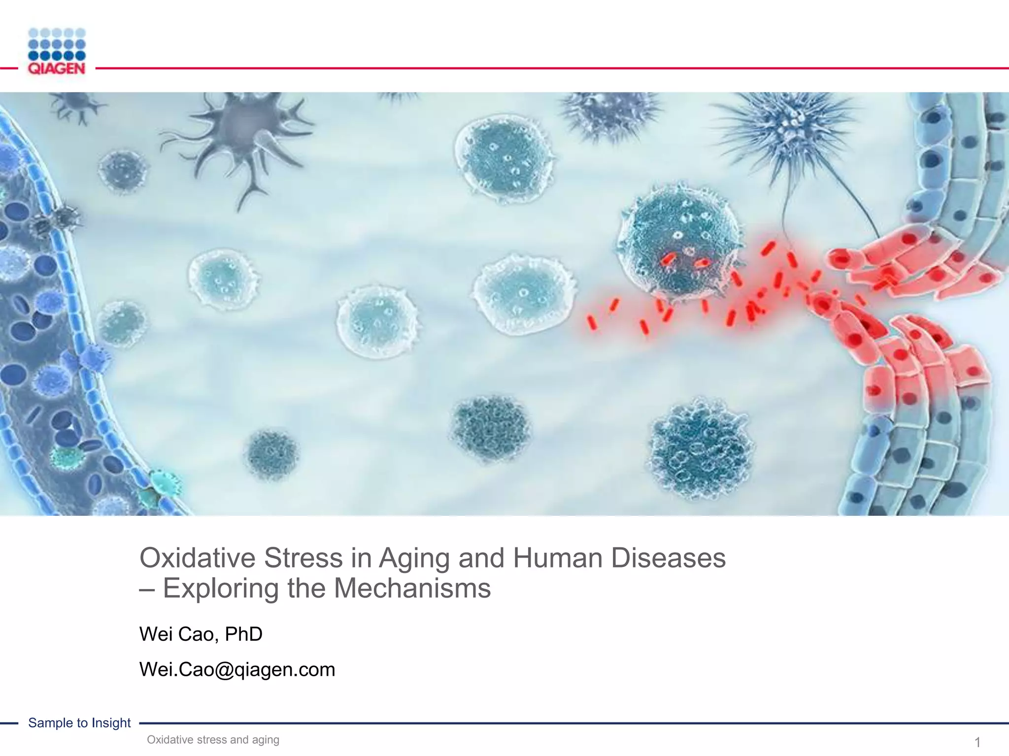 Oxidative Stress in Aging and Human Diseases - Exploring the Mechanisms ...