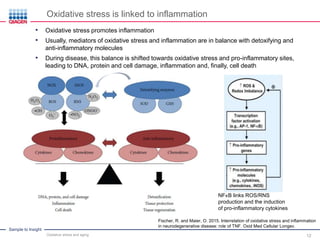 Oxidative Stress in Aging and Human Diseases - Exploring the Mechanisms ...