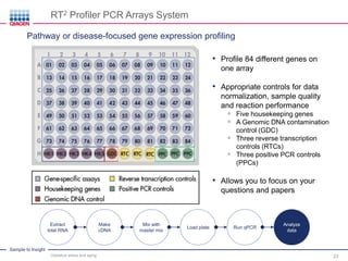 Oxidative Stress in Aging and Human Diseases - Exploring the Mechanisms | PPT