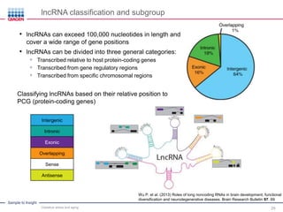 Oxidative Stress in Aging and Human Diseases - Exploring the Mechanisms ...