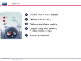 Oxidative Stress in Aging and Human Diseases - Exploring the Mechanisms ...
