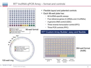 Oxidative Stress in Aging and Human Diseases - Exploring the Mechanisms ...