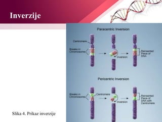 Promene u strukturi i broju hromozoma | PPTX