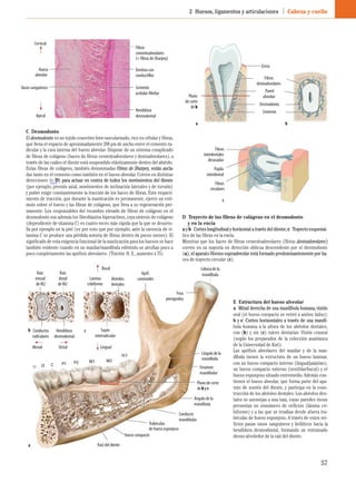 Prometheus. Texto y Atlas de Anatomia Tomo 3.pdf