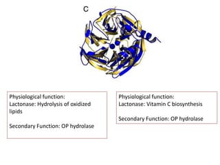 Promiscuous enzyme | PPTX