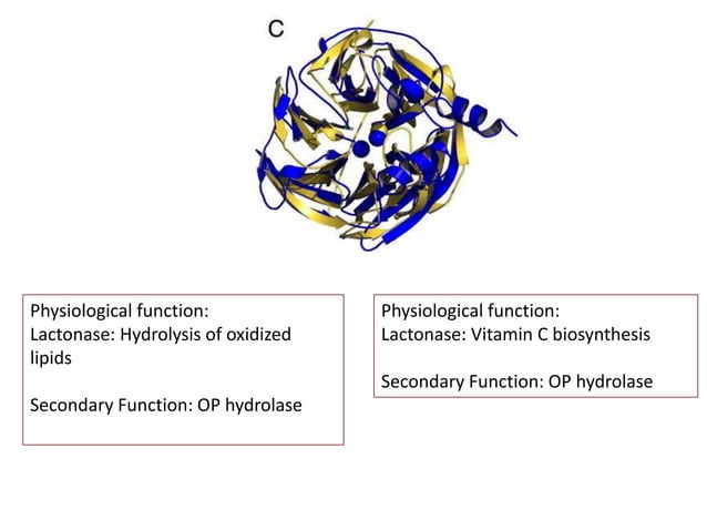 Promiscuous enzyme | PPTX