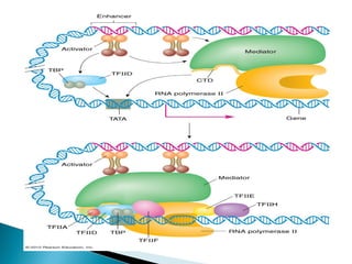 Promoter and its types | PPT