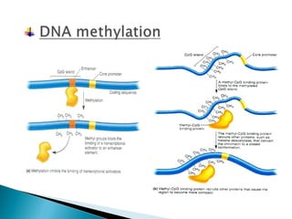Promoter and its types | PPT