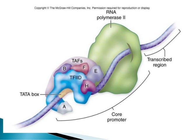 Promoter and its types
