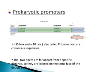 Promoters | PPT