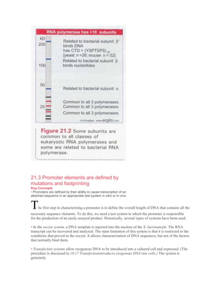 Promoters and enhancers | DOCX