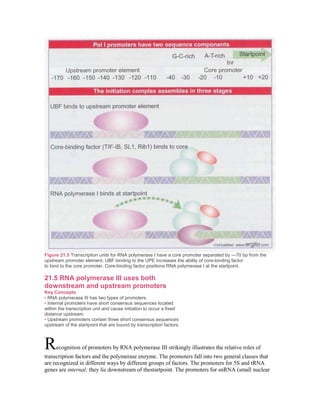 Promoters and enhancers | DOCX