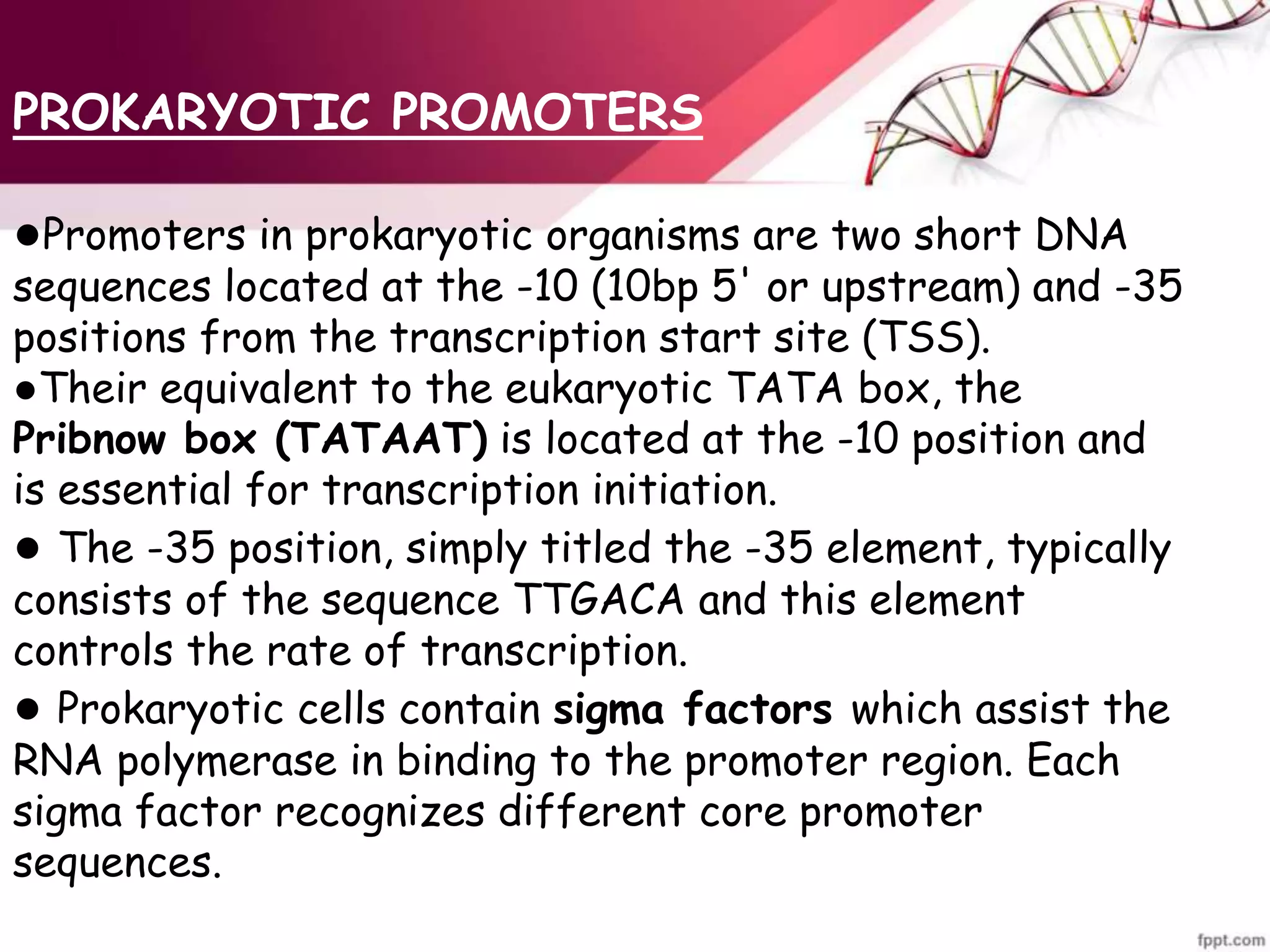 DNA Promoters presentation | PPTX