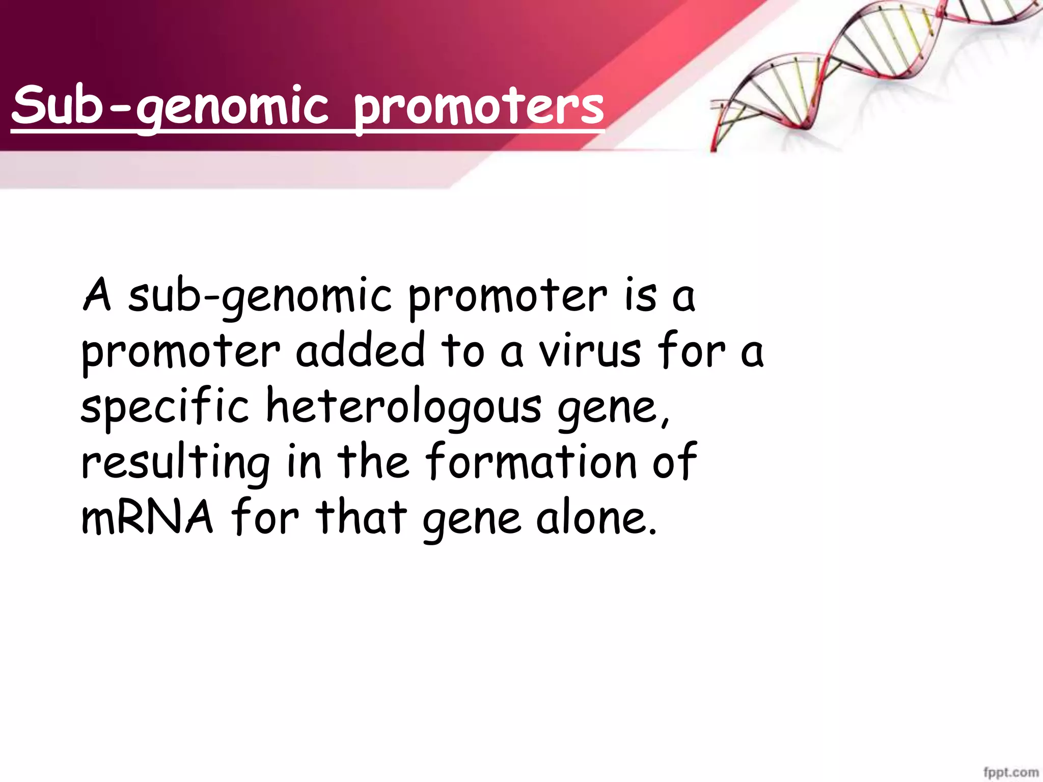 DNA Promoters presentation | PPTX