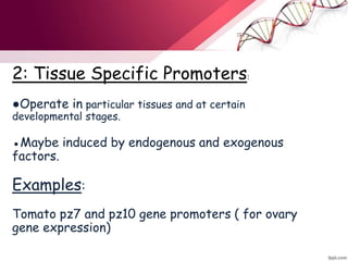 DNA Promoters presentation | PPTX