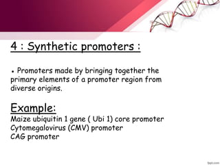 DNA Promoters presentation | PPTX