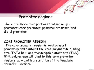DNA Promoters presentation | PPTX | Video Production | Content Production