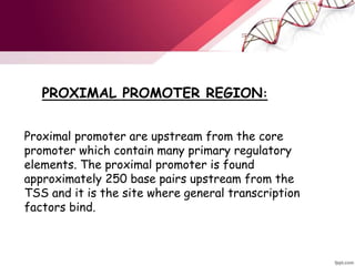 DNA Promoters presentation | PPTX