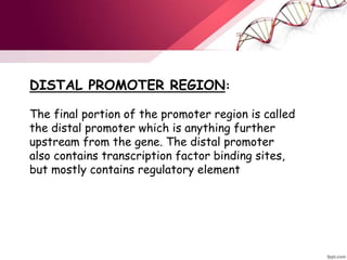 DNA Promoters presentation | PPTX
