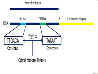 DNA Promoters presentation | PPTX
