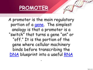 DNA Promoters presentation | PPTX