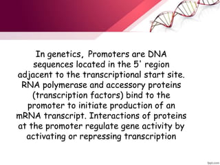 DNA Promoters presentation | PPTX | Video Production | Content Production