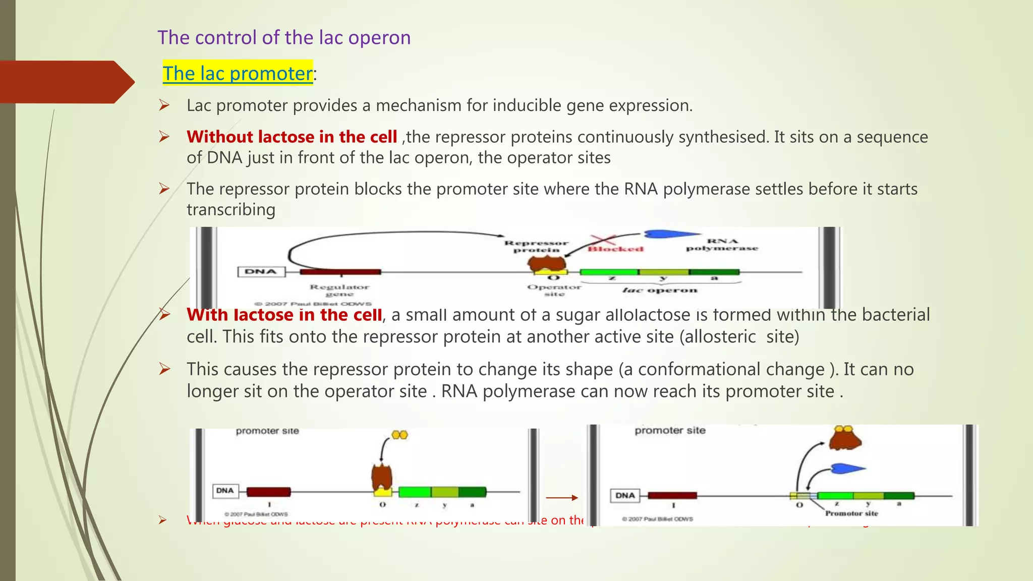 Promoters used in expression vectors | PPTX