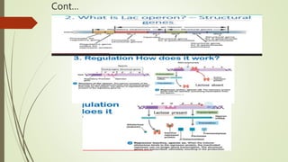 Promoters used in expression vectors | PPTX