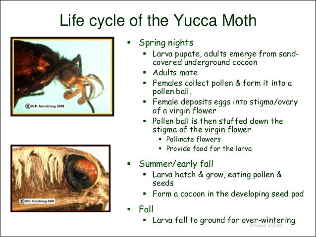 Yucca Moth Larvae