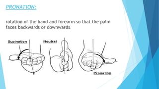 Pronator muscles anatomy and strengthening | PPTX