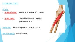 Pronator muscles anatomy and strengthening | PPTX