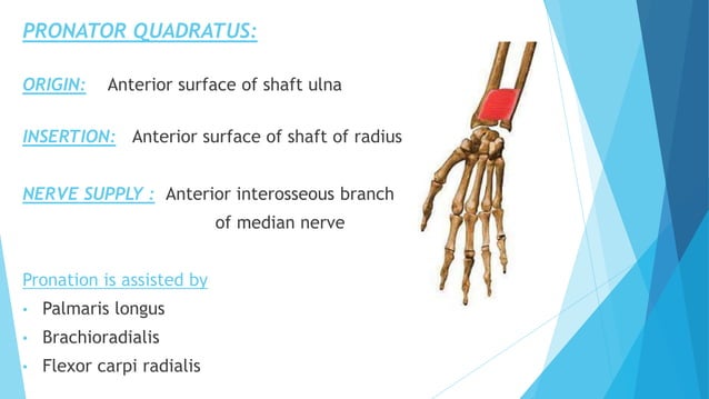 Pronator muscles anatomy and strengthening | PPTX | Death, Injury, or ...